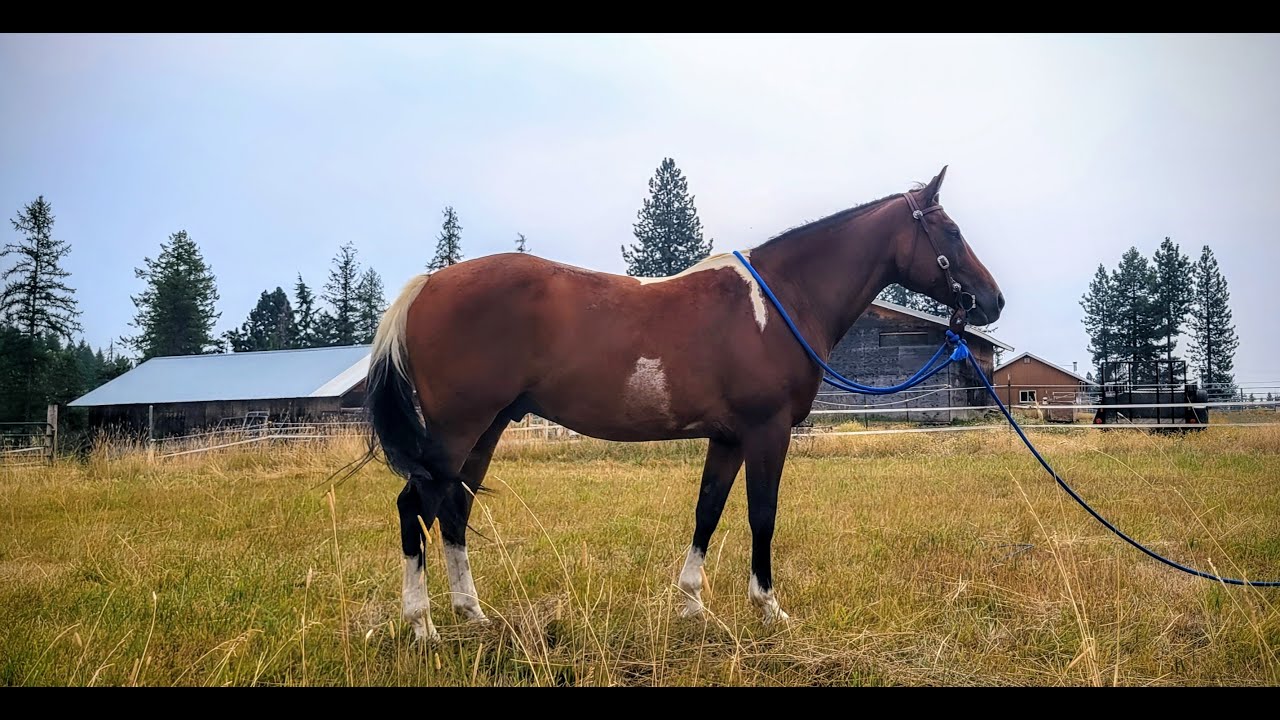 Jack (Montanas Free Spirit) - 11yo, 15hh, APHA Gelding - YouTube