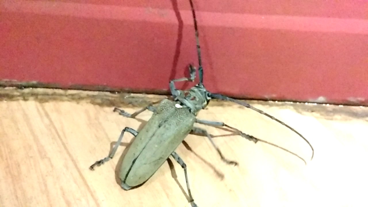 Mango stem borer - YouTube