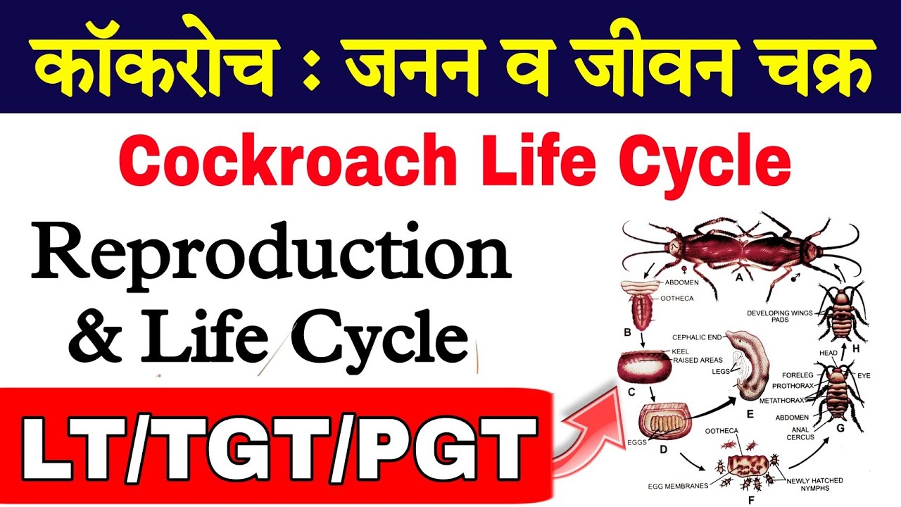 Cockroach Life Cycle | life cycle of cockroach | Reproduction in ...