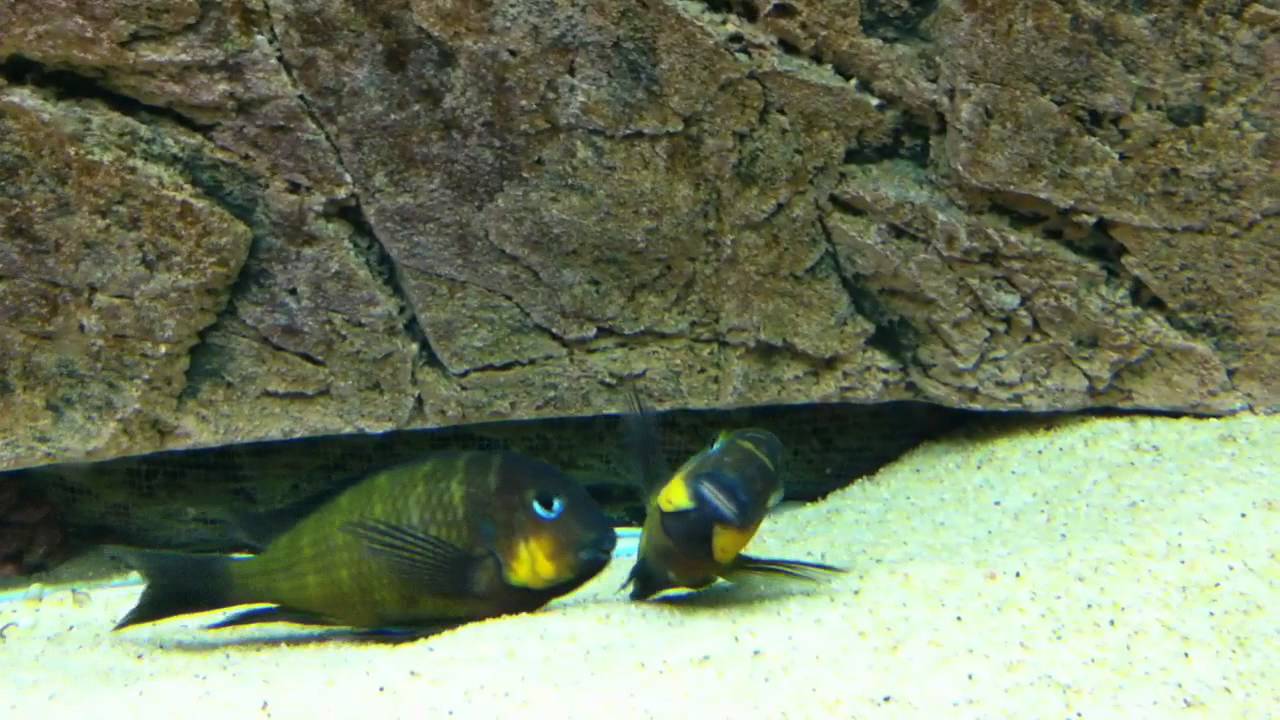 Tropheus sp. mpimbwe "orange cheek" Msalaba spawn part 1 - PISCES - YouTube