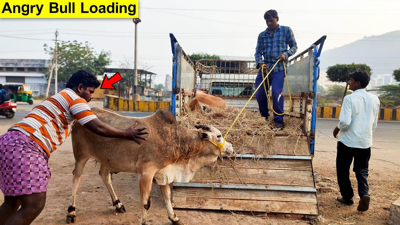 Bull Sold | Load on Mini Truck | Bull Video | Sold For Agriculture ...