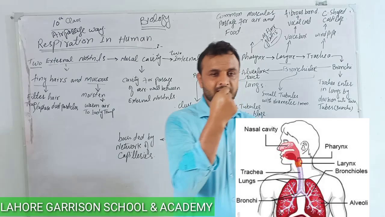 10th BIOLOGY Chapter 10 Lecture 3 - YouTube