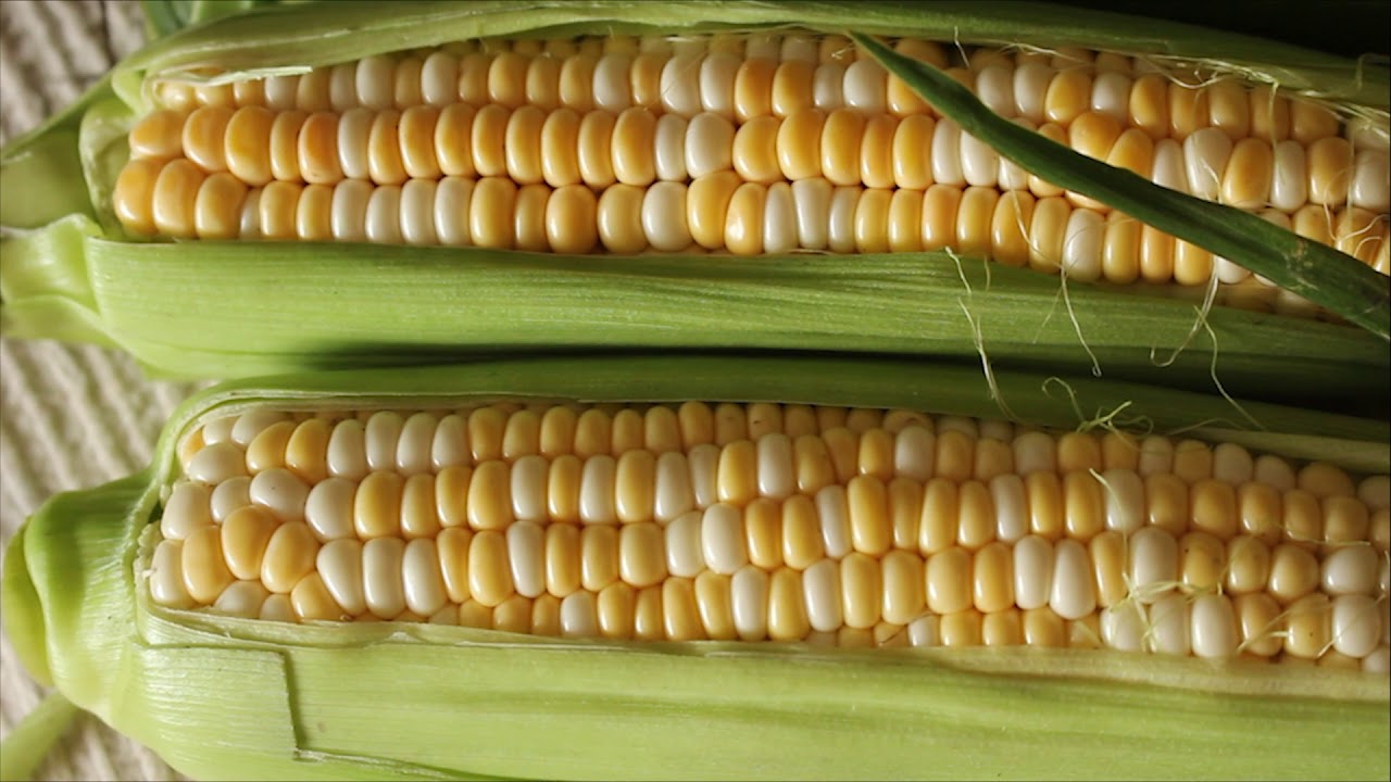 Honey and Pearl Sweet Corn - YouTube