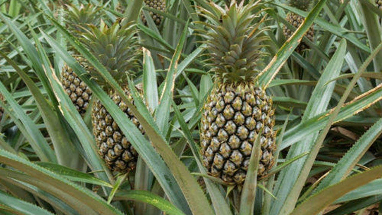 Pineapple Decorticating Machine - YouTube