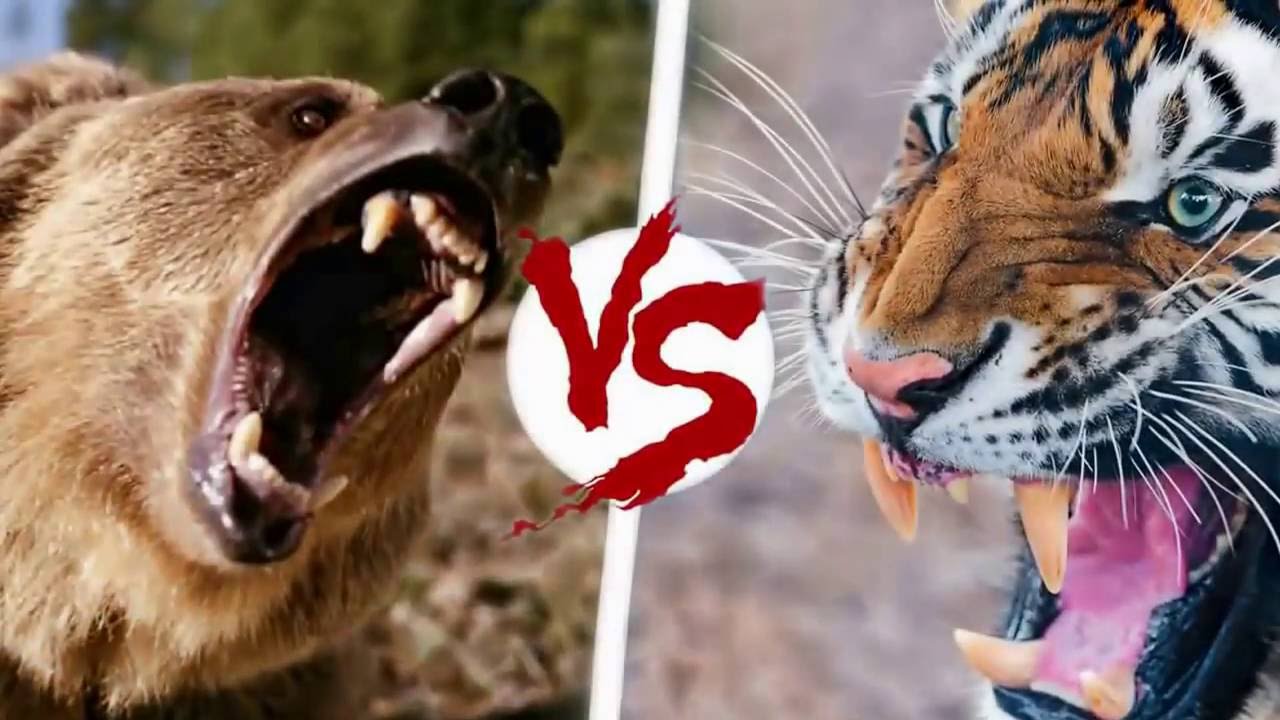 Attack of wildlife giraffes vs lion, hyena, antelope, wild boar, wolves ...