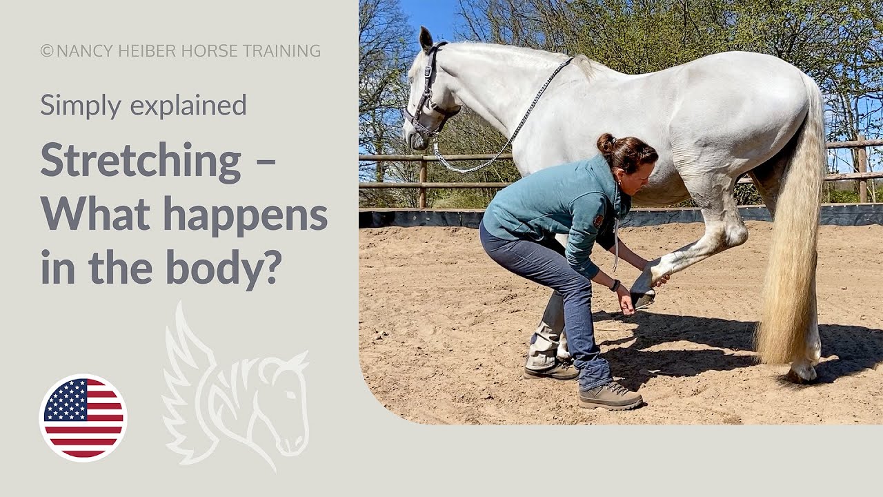 What you should know before you do stretching exercises with your horse ...