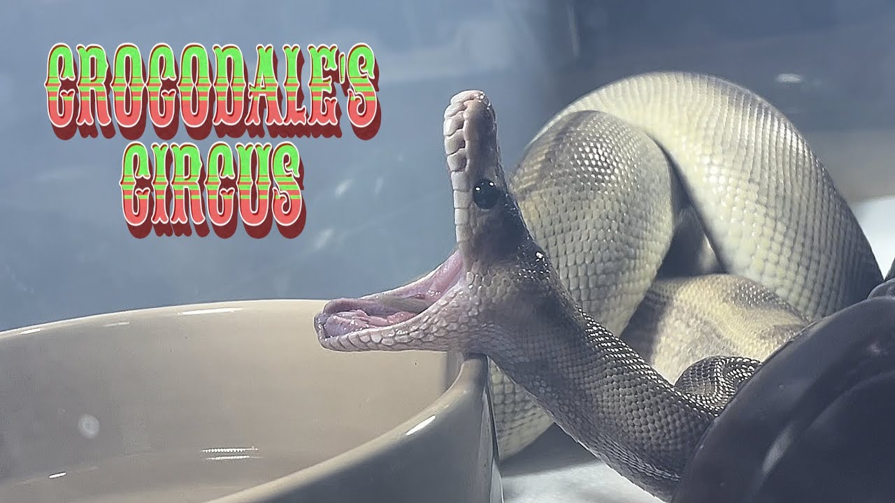 CROCODALE JR. | Champagne Lavender Royal / Ball Python | #feeding #highlights 🍾🎬 (28.03.25 ...