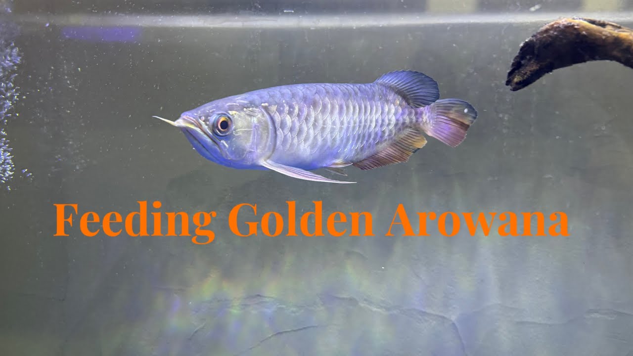 Feeding Arowana Fish # Monster Fish # Golden Arowana # Abu Dhabi # UAE ...