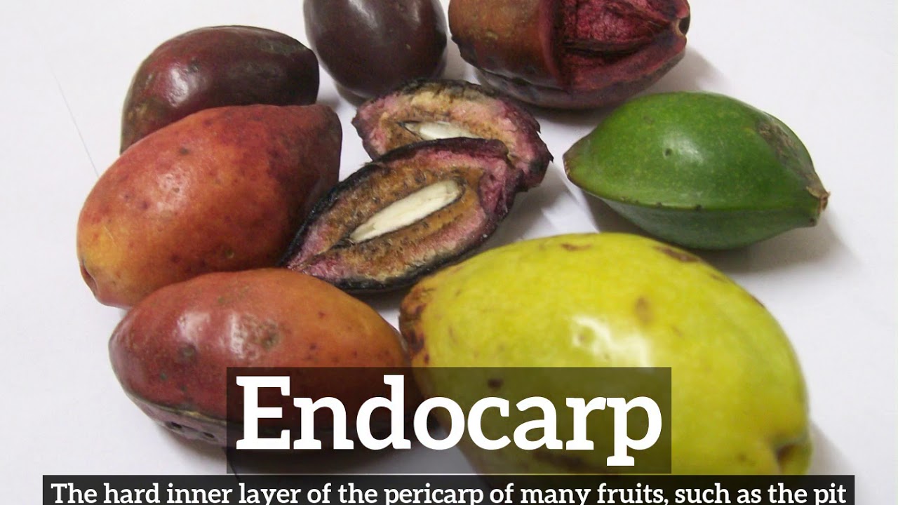 What is Endocarp? | How to Say Endocarp in English? | How Does Endocarp ...