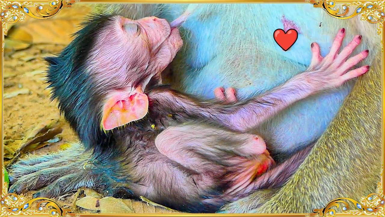 So sweet milk..Tiny baby getting full milk before going to play. - YouTube