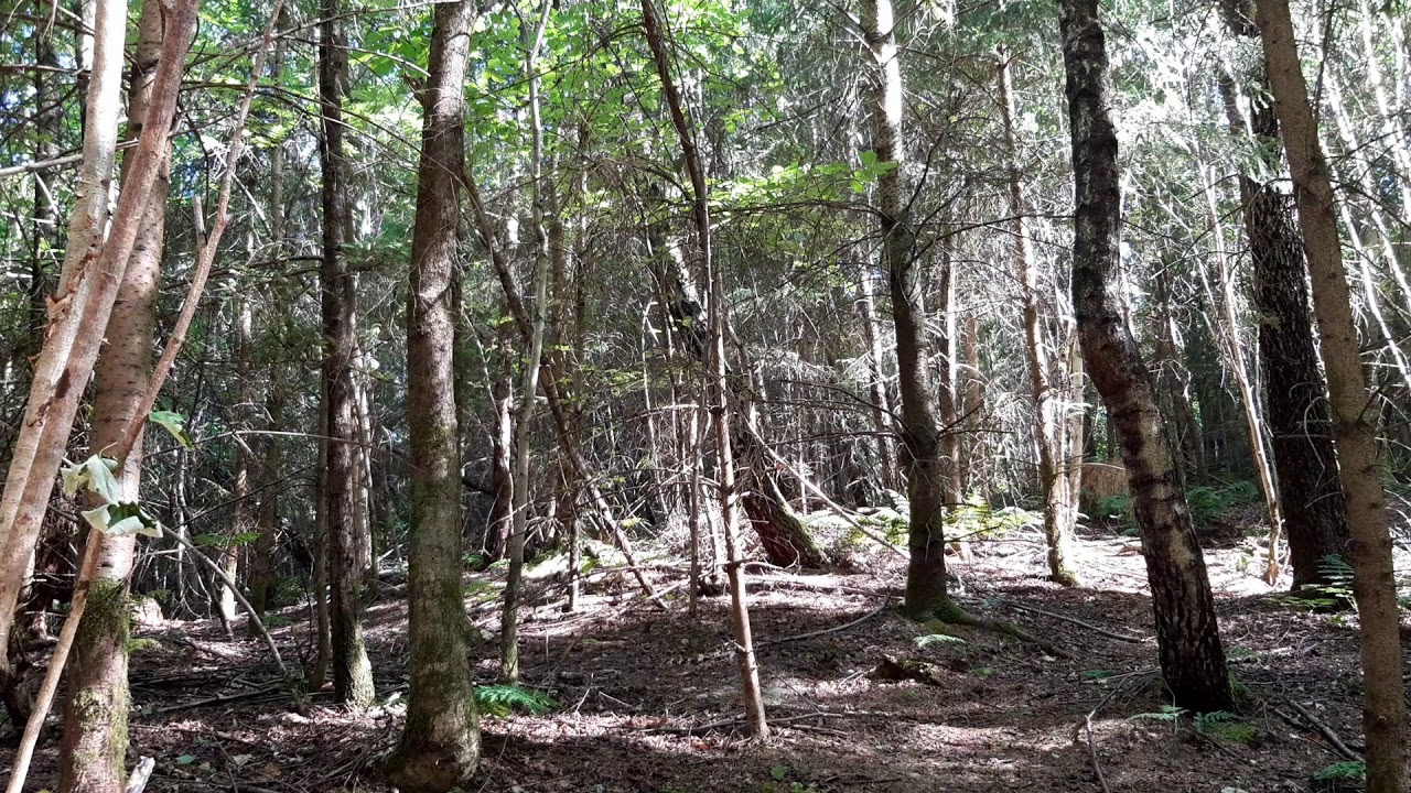 Relaxing Nature: Waves of wind blowing in the forest trees ️🙏 - YouTube