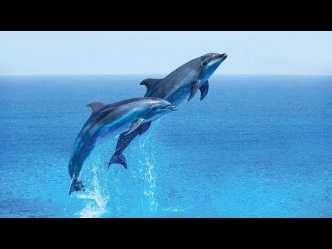 ARE DOLPHINS EVIL!? THE SCARIEST BUT CUTE LOOKING! DOLPHINS ARE EVIL ...