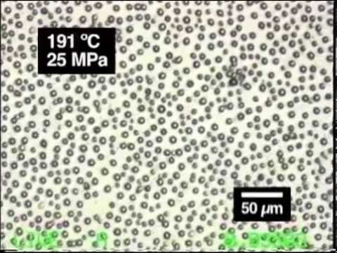 In situ microscopic observation of chitin and fungal cells with ...