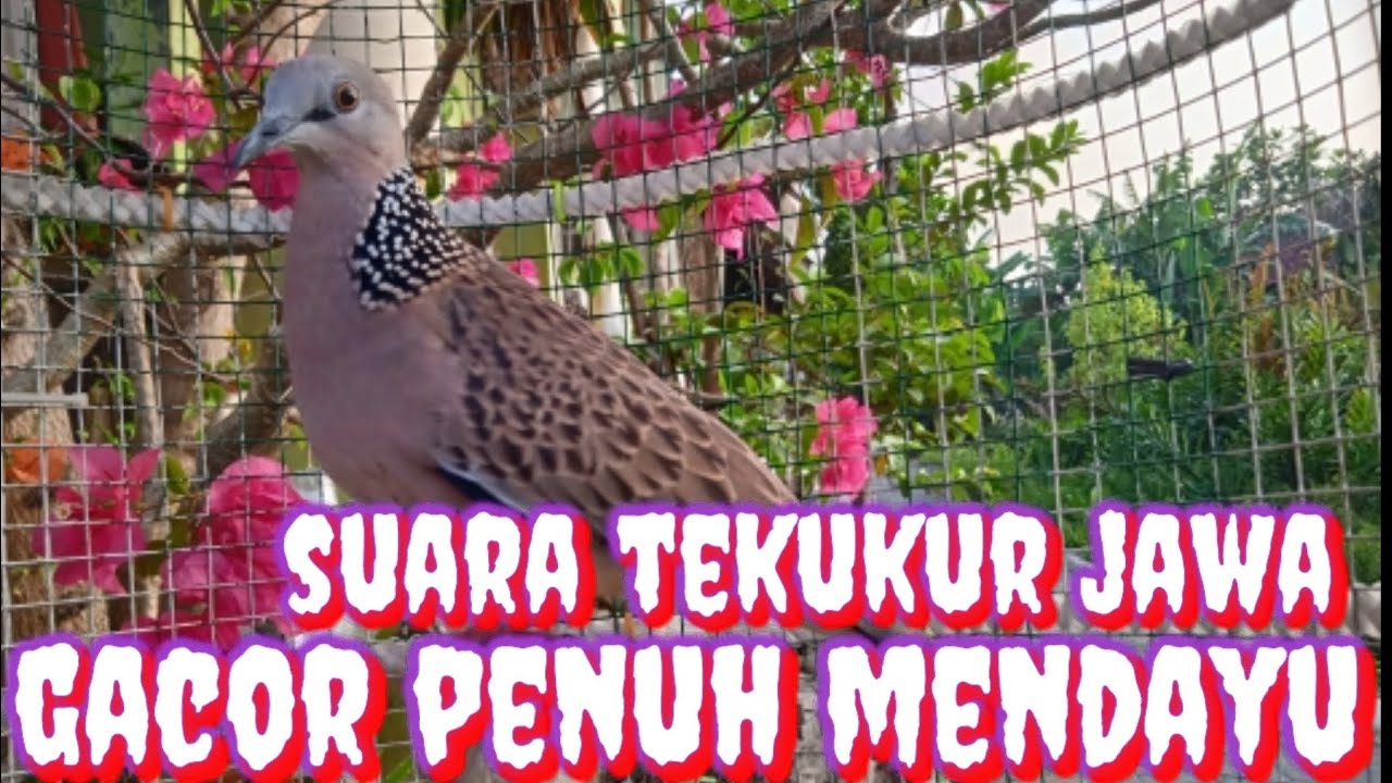 suara besar tekukur kuk 2 jawa gacor penuh mendayu cocok untuk ...