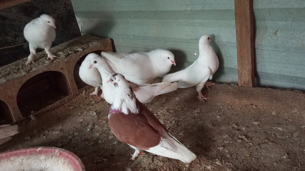 pigeon farming || pigeon meat production || pigeon farm house - YouTube