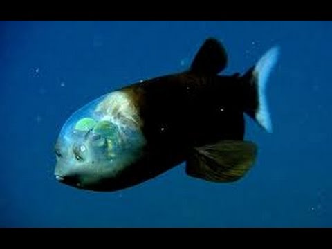 Top 10 most amazing ocean animals - YouTube