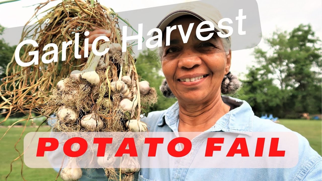 Potato Fail_ Garlic Harvest - YouTube