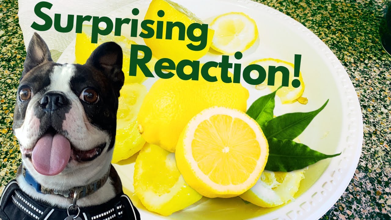My Boston Terrier Tries LEMON for the FIRST TIME! SURPRISING REACTION ...