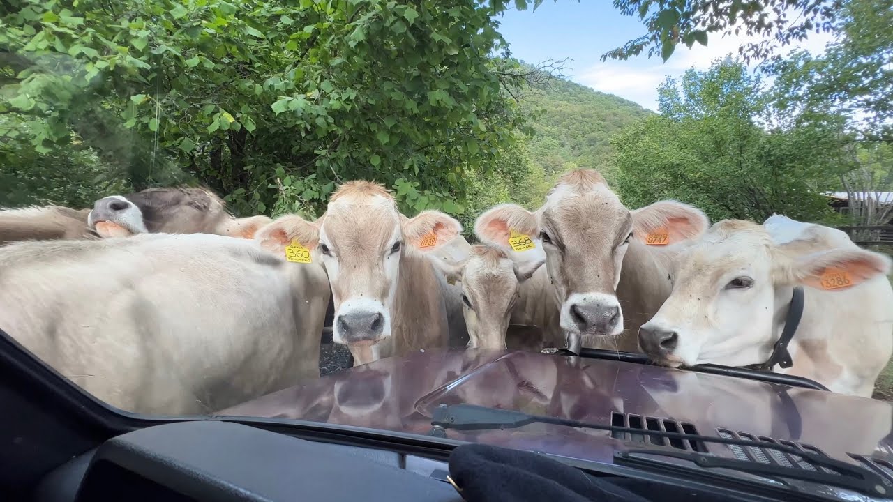 Lada Niva Overland - Close Encounters of the Cow Kind - YouTube