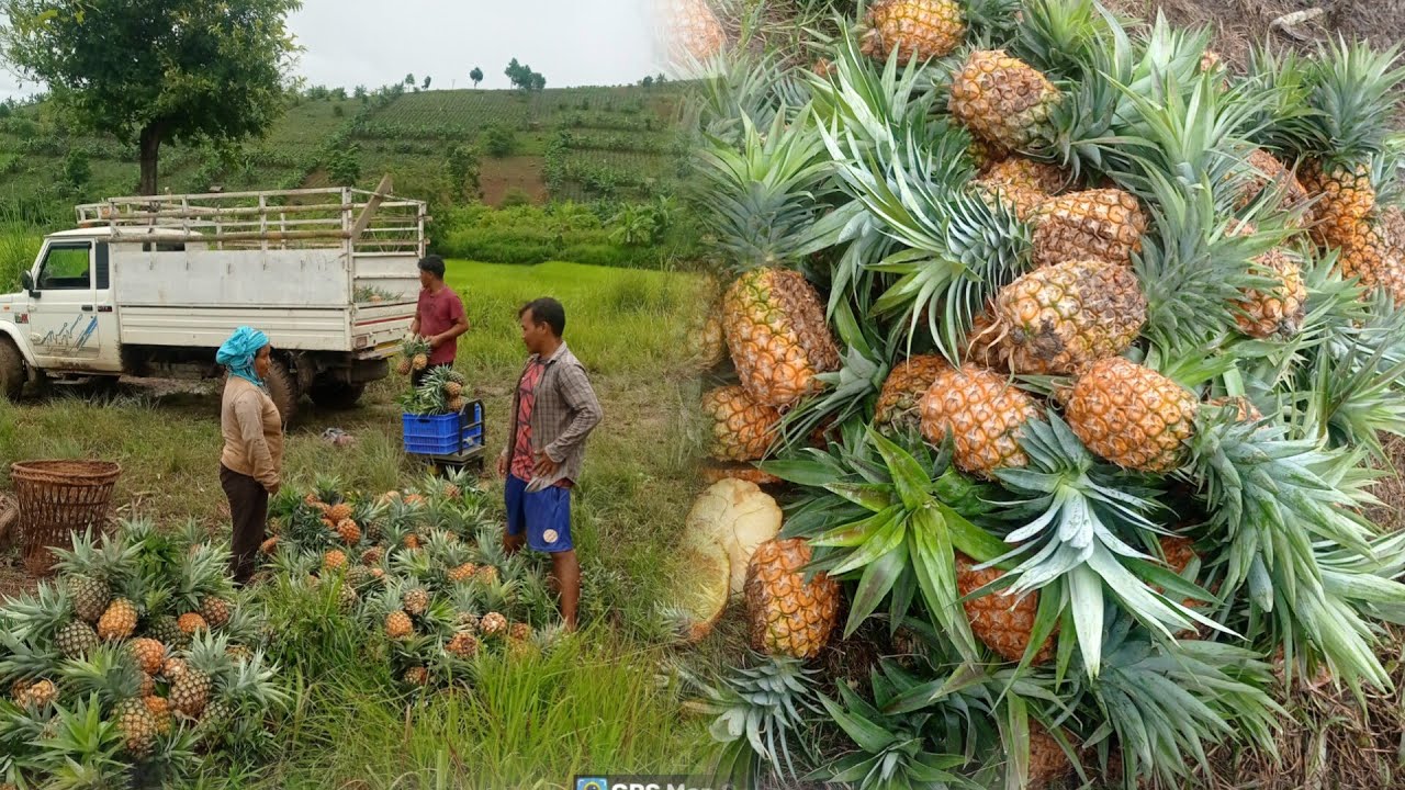Sweet n juicy kew variety Thayong Pineapple sunburn 🥵 . HELPING OUR ...