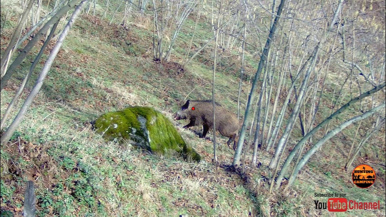 PERFECT WILD BOAR HUNT TOP 20 WILD BOAR HUNTS #hoghunting #wildboar # ...