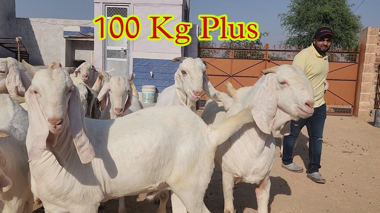 The Most Beautiful Diamond Goats Collection In Pipad | Lajawaab Tyaari ...