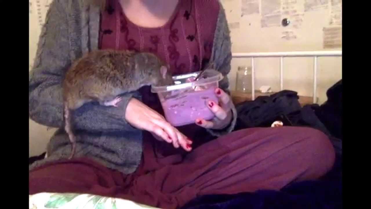 Eating with Appa #1: vegan yoghurt and rolled oats. - YouTube