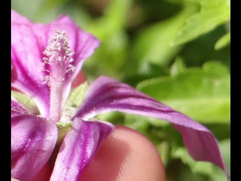 Malva sylvestris L.