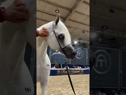 Arabian horse Aachen Champio ALEXXANDERR(EXCALIBUR EA XAR MOST IRRESISTIBLE) Owned by: Alsayed ...