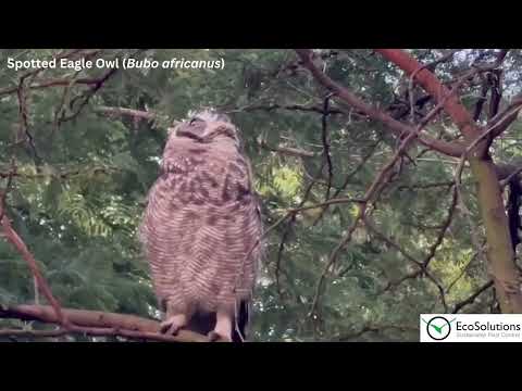 Why Do Barn Owls Turn Their Heads? Exploring Their Unique Neck ...