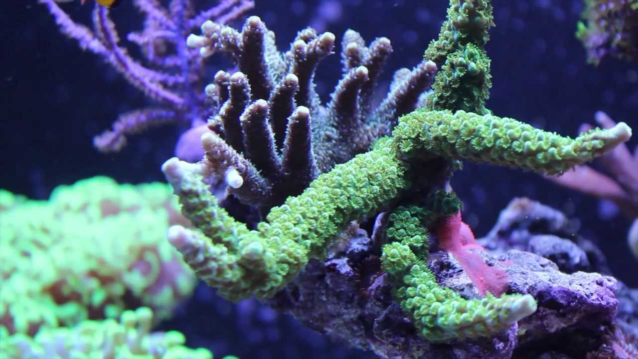 Nordic Reef (80 Gallon Rimless Tank) - YouTube