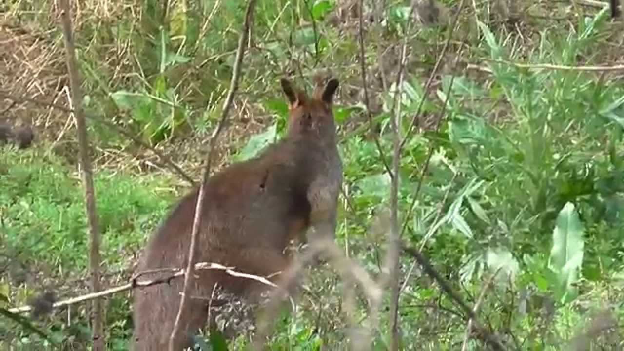 Suburban Wildlife Adventure (wallabies, birds and more) - YouTube