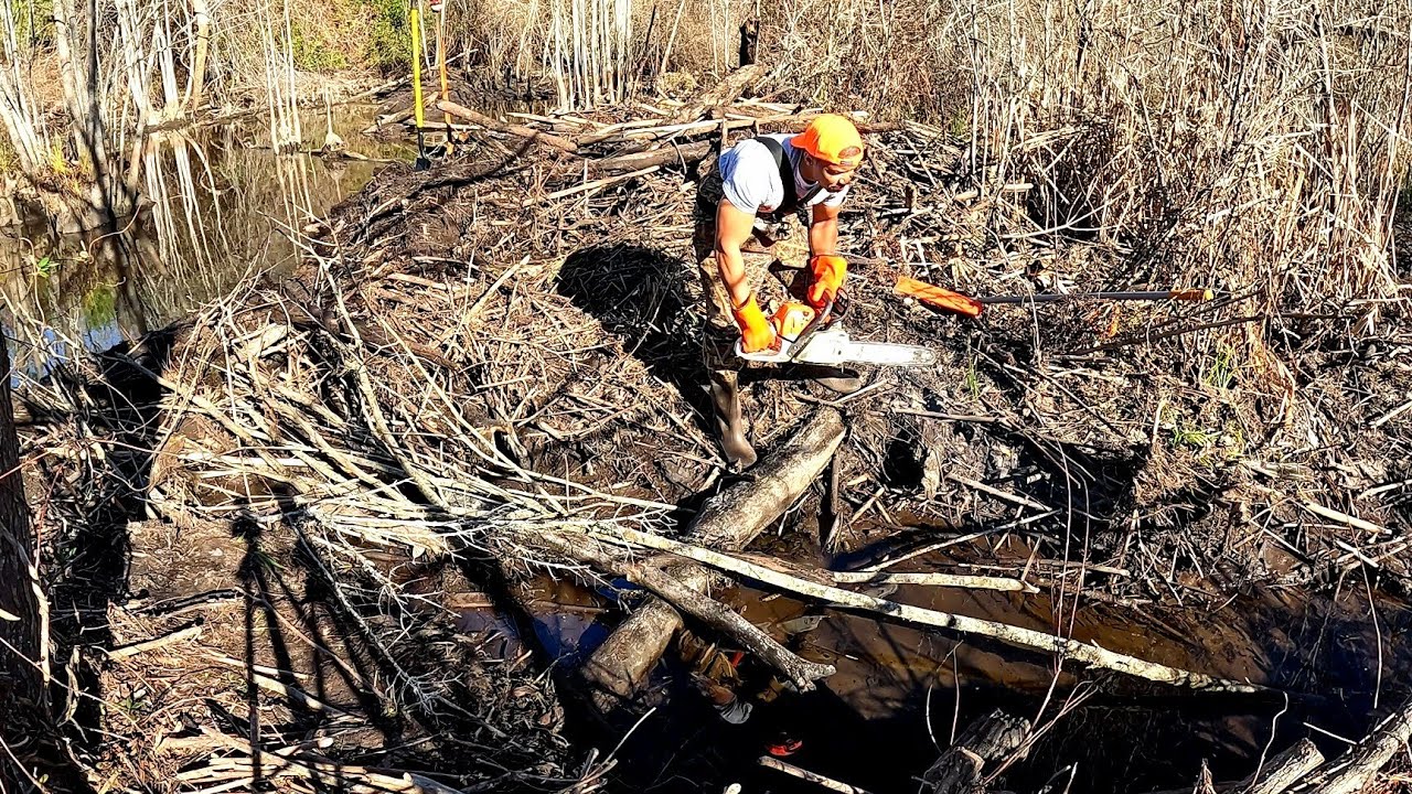 Chain Saw Got Action! || Beaver Dam Removal In Gator Creek! S5 EP.17! # ...