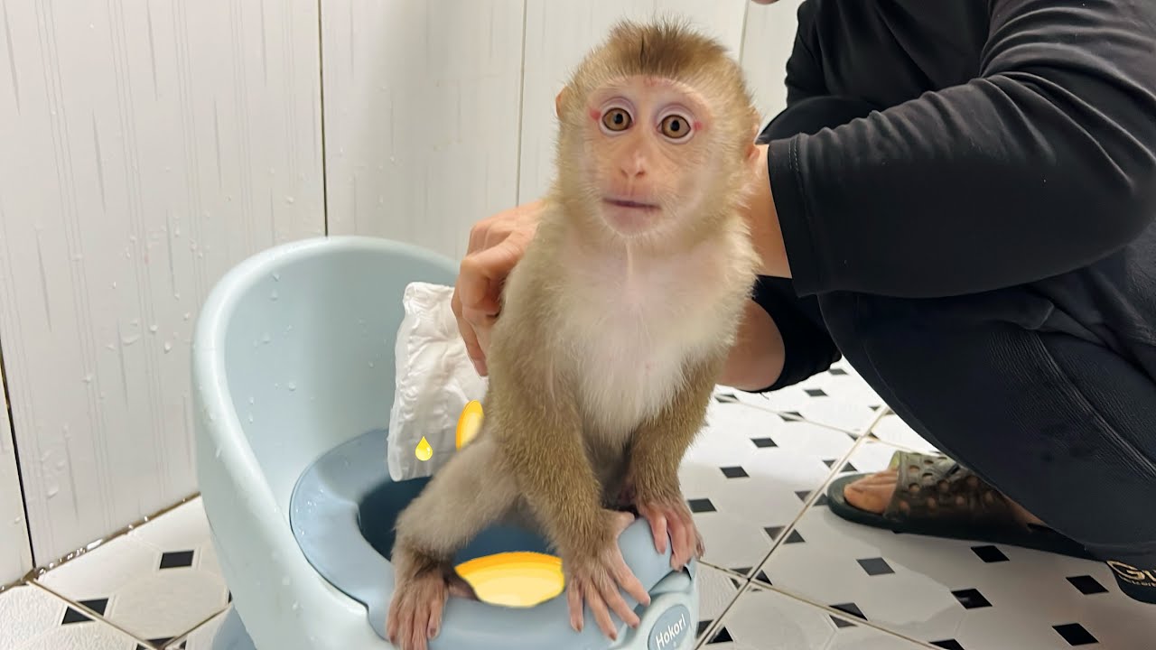 Baby monkey Tina went to the toilet and her mother used toilet paper to ...