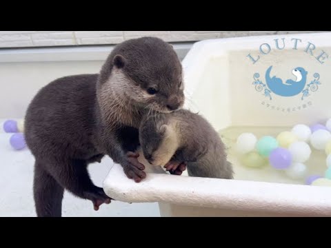 Big Brother Otter Put the Baby in the Pool! - YouTube