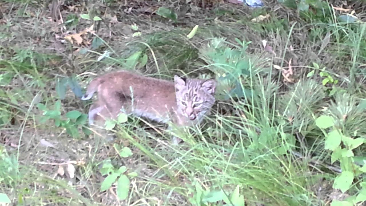 Baby Bobcat near Black River Falls WI 54615 - YouTube