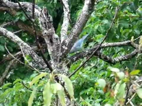 Pitanga sendo devorada pelo sanhaçu.MOV