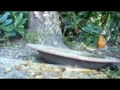 Spring Robin Bird On Visit To My Cottage Garden Scone Perth Perthshire ...