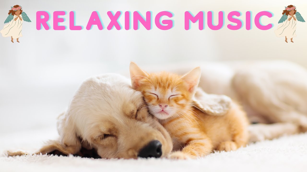 Relaxing music for dogs - 강아지 수면음악 - musique de sommeil pour les chiens ...