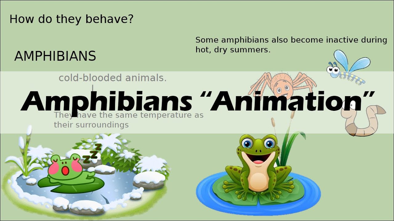 AMPHIBIANS (Biology Animation) - YouTube
