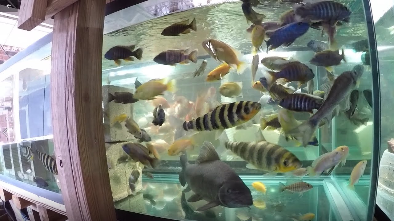 Night & day feeding "jerk" tank, African cichlids, purple labeo, banded ...