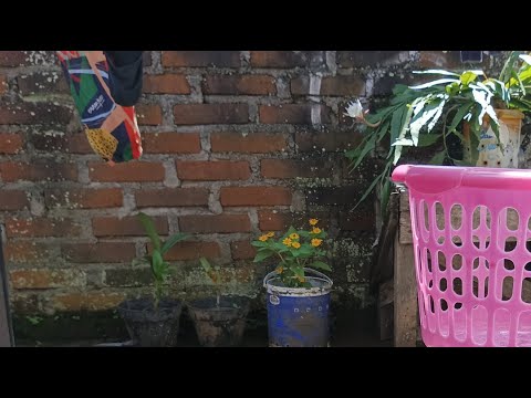 sisa mekar semalam 😀 - YouTube