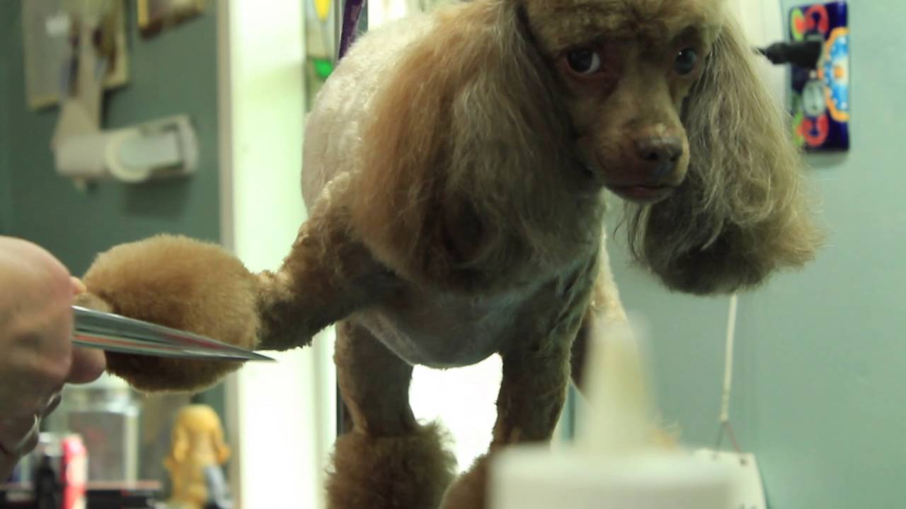 Scissoring Poodle Pom Poms - YouTube