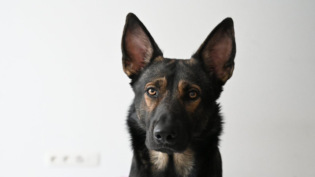 🐾German Shepherd Dog Howling and Reacts to a Variety of Sounds 📢 - YouTube
