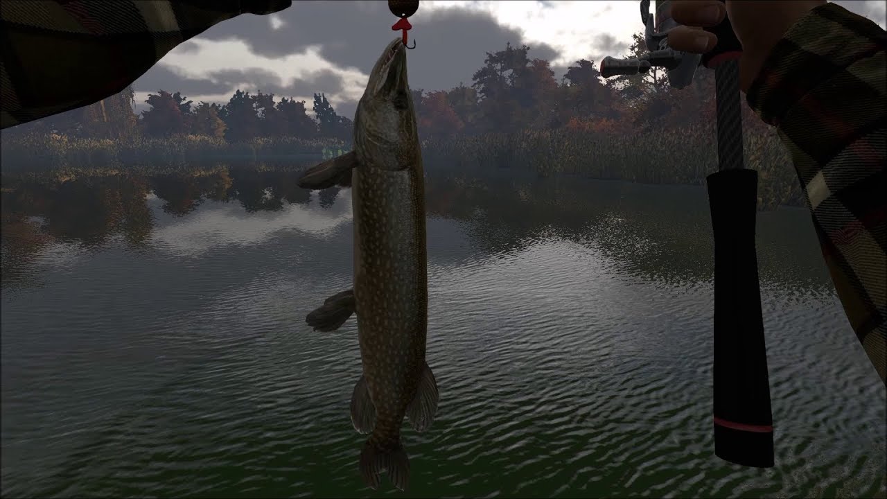 Fishing Planet - Young Northern Pike (16.613 Inch) - YouTube