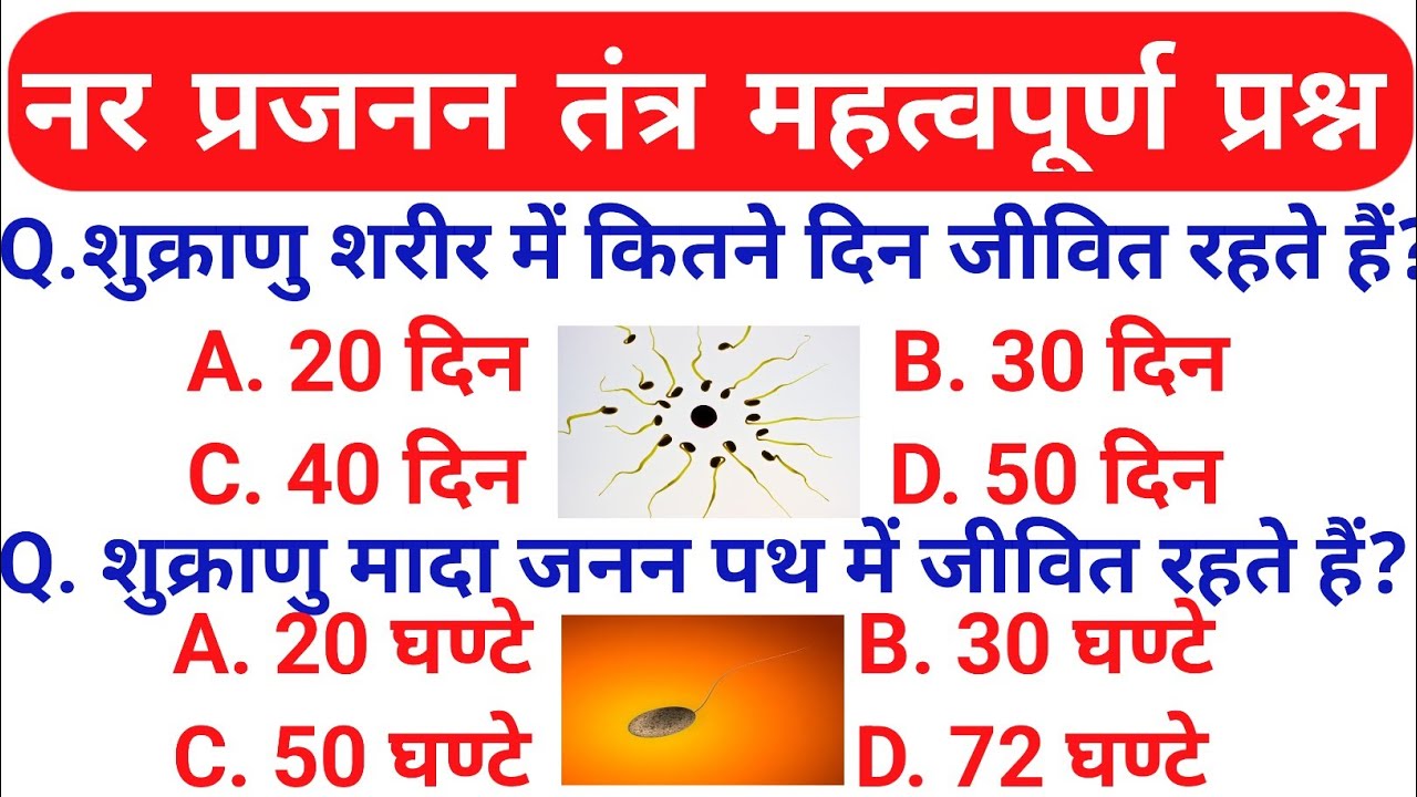 male reproductive system | Male reproductive system se related ...