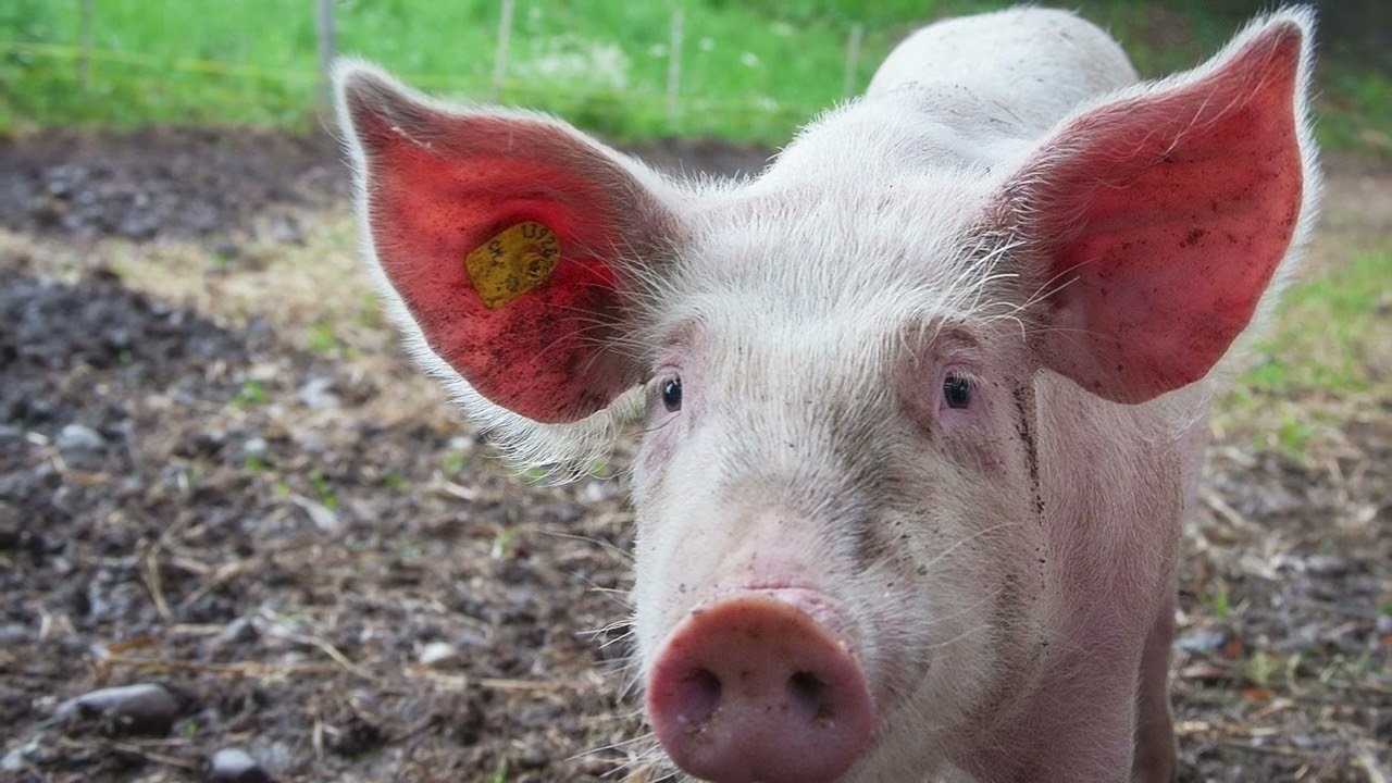 Pink Oink: SOUND EFFECT - YouTube