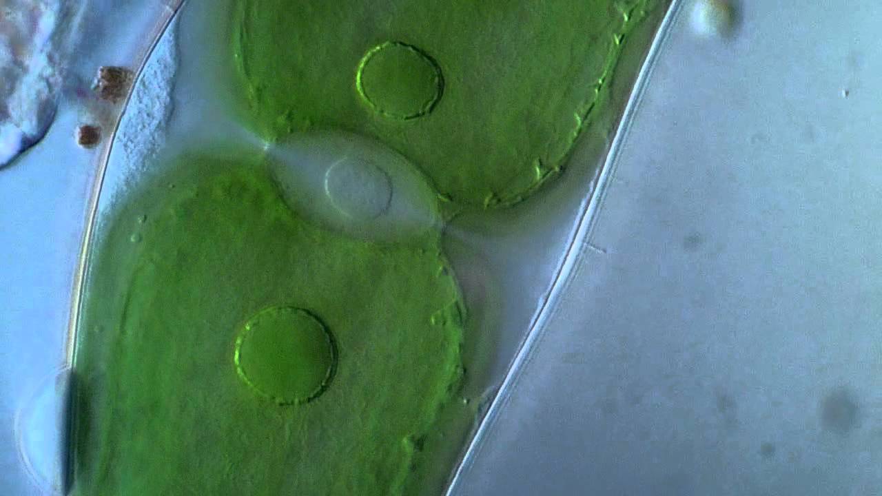 Closterium Moniliferum Algae / Cytoplasmic streaming - YouTube