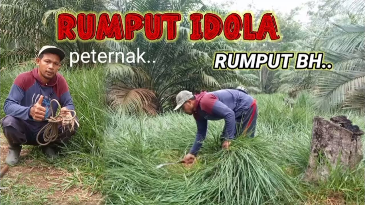 RUMPUT BH IDOLA PARA PETERNAK - YouTube