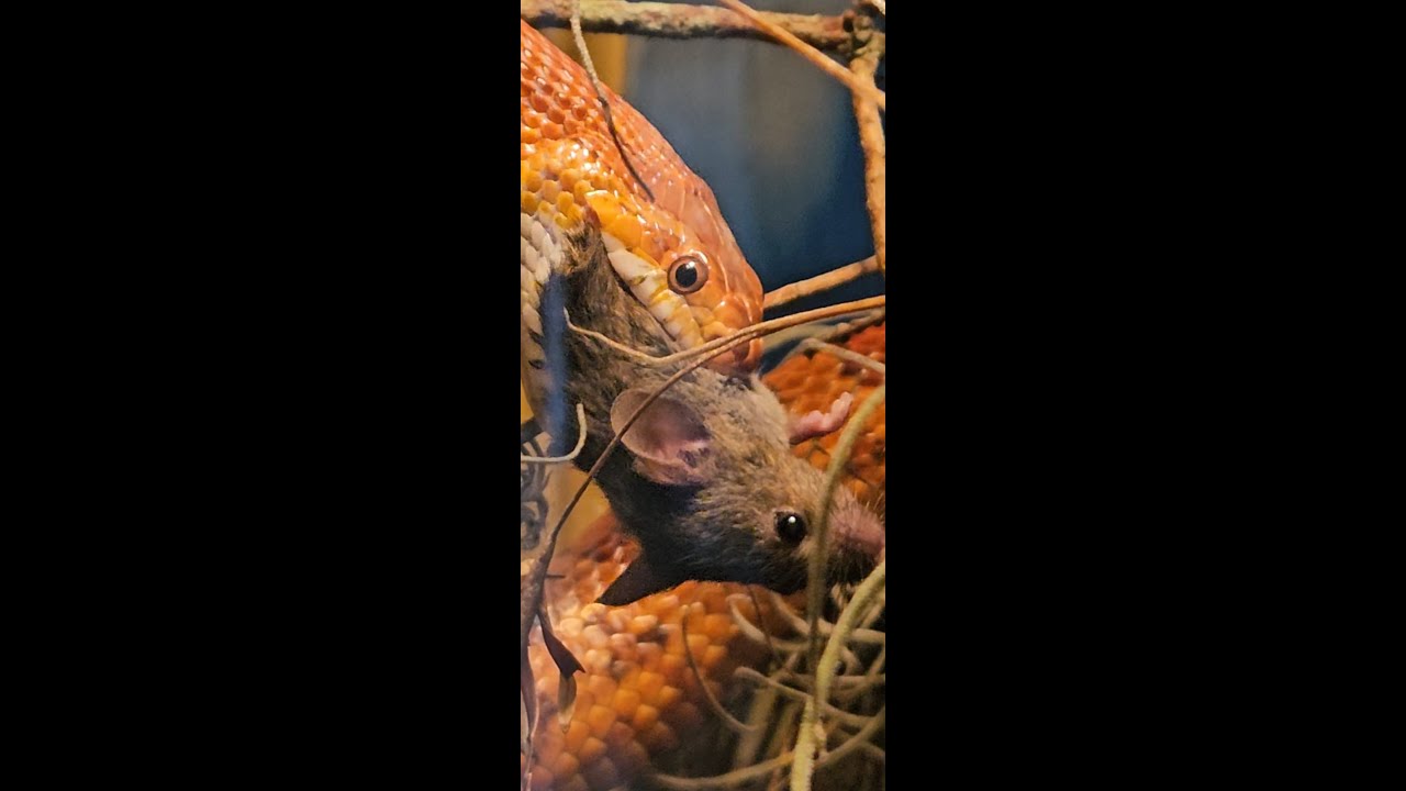 corn snake eats mouse butt first - YouTube